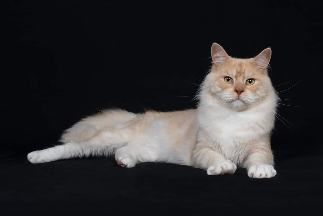 Luke the champion! – NO*Aarracat's